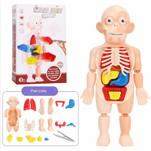 14/15 Pieces Set Children Science Educational Human Body Organs Model ...