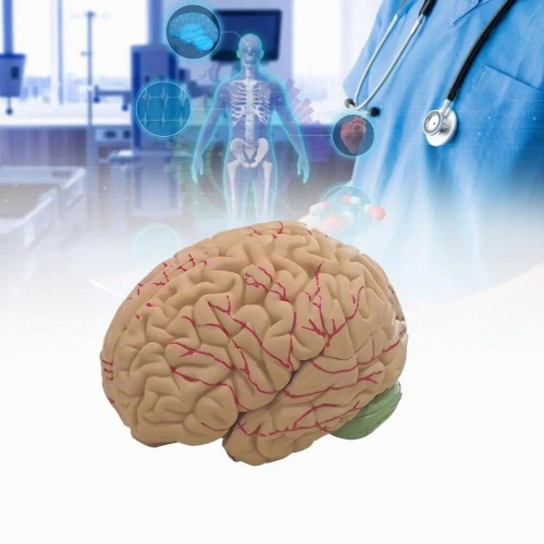 PVC Simulation Human Brain Model 8-Part Life-size Anatomy Teaching Tool ...