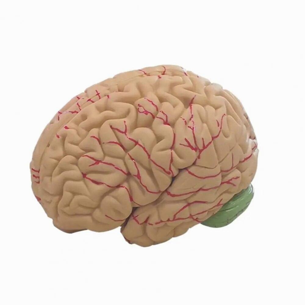 PVC Simulation Human Brain Model 8-Part Life-size Anatomy Teaching Tool ...