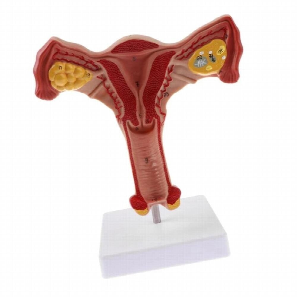 1:1 Human Female Uterus Ovary Fallopian Tubes Model Anatomical Human ...