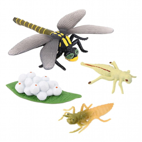 4 Stages Life Cycle of a Dragonfly Simulation Wild Insect Animal Toy ...