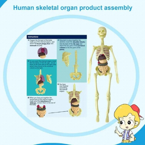 Anatomy Models Human Body Torso Body Anatomy Model For Kids Human ...