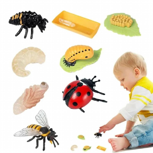Life Cycle Toys For Kids 8PCS Realistic Life Cycle Kit Bee Toy Ladybug ...