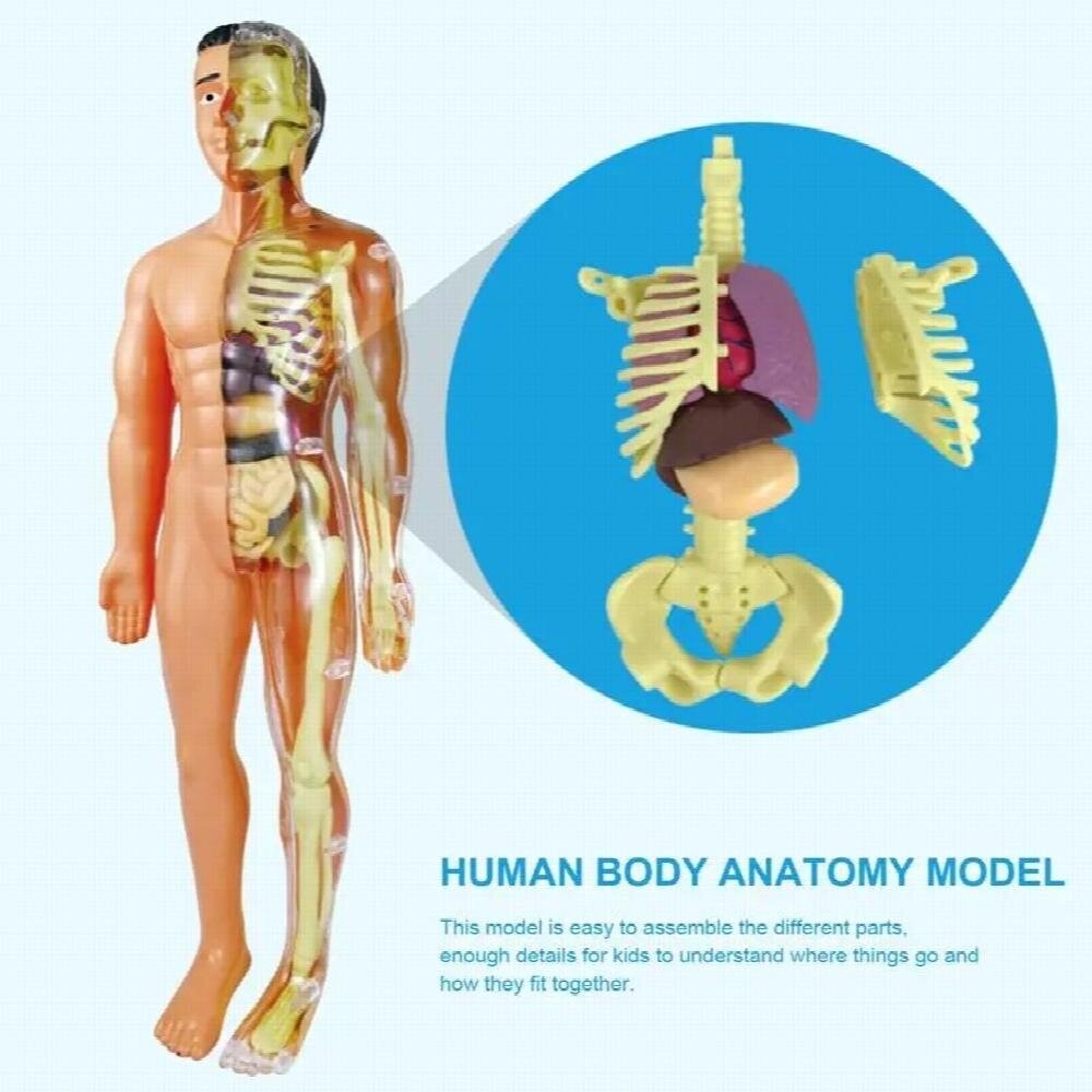 Anatomy Models Human Body Torso Body Anatomy Model For Kids Human ...