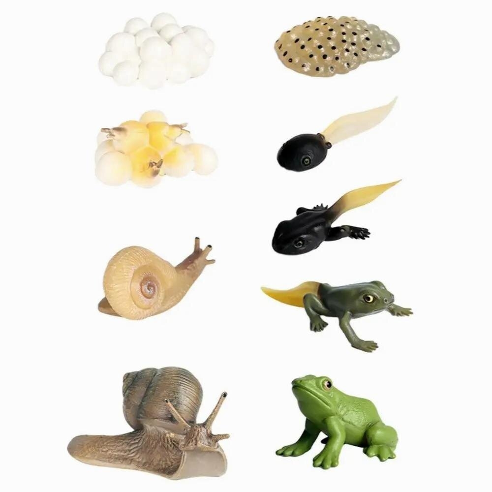 Animal Life Cycle Toys 8PCS Frog And Snail Life Cycle Kit Biological ...