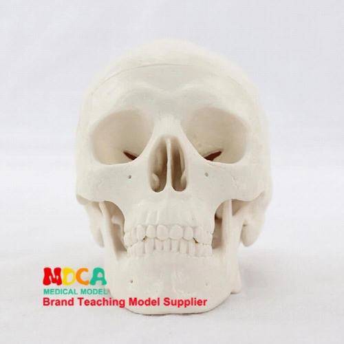 Human Anatomical Model Medicine Skull Human Model Anatomical Head ...