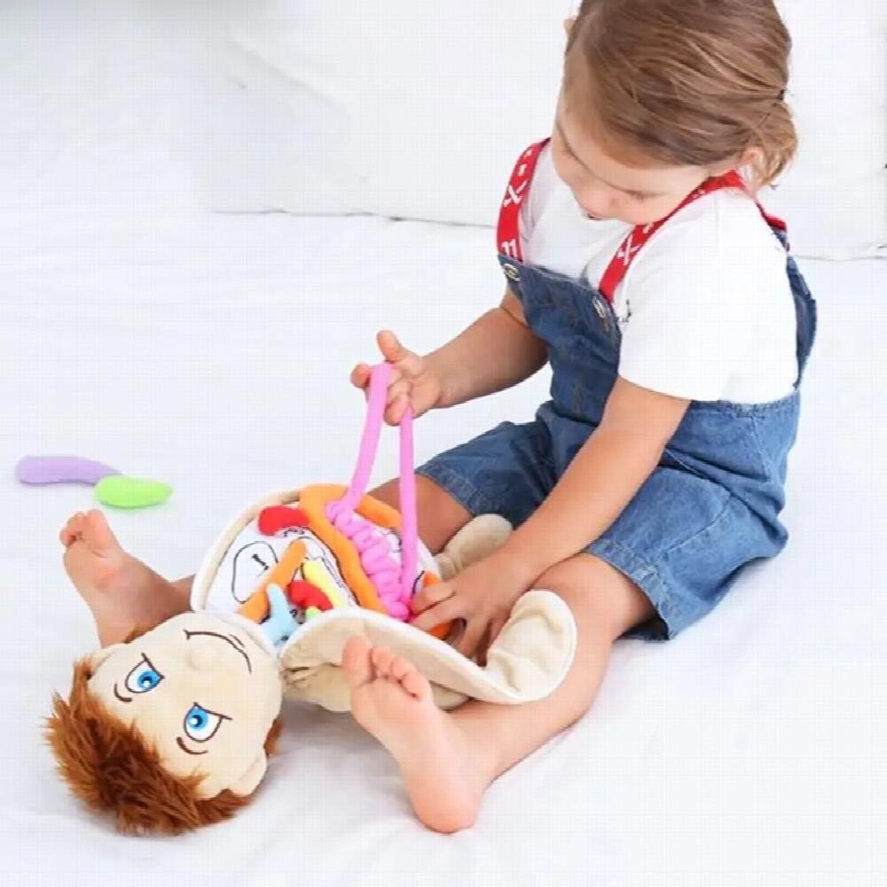 Model Anatomy Doll Educational Soft Toy Human Torso Body Models Anatomy ...