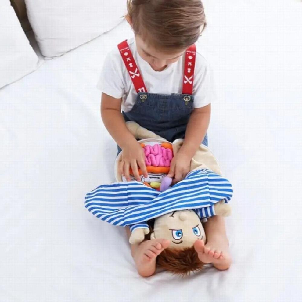 Model Anatomy Doll Educational Soft Toy Human Torso Body Models Anatomy ...