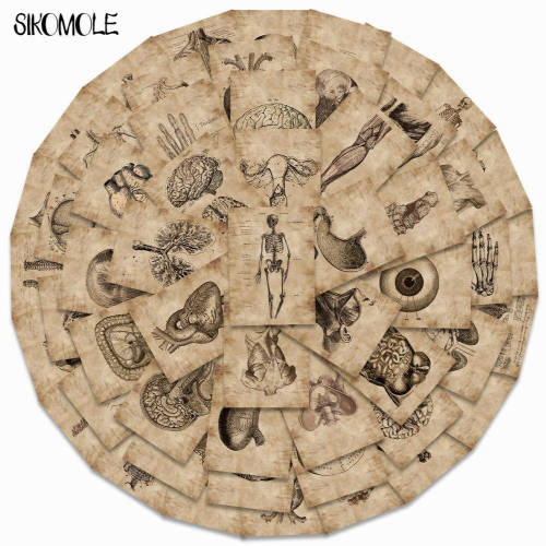 10/30/56PCS Retro Anatomy And Physiology Body Structure Stickers DIY ...