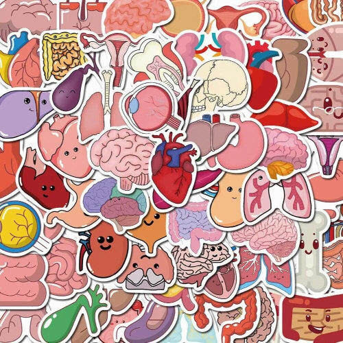 10/65Pcs Cartoon Human Body Organ Stickers Waterproof Sticker Anatomy ...
