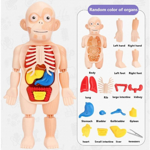 Puzzle Montessori 3d Human Body Anatomy Assemble Model Toy Diy Body ...