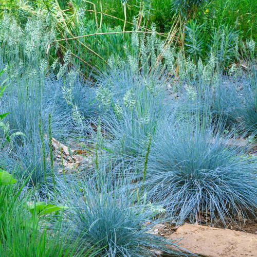 Festuca glauca Intense Blue | Evergreen Ornamental Grasses | Potted ...