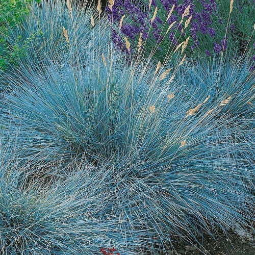 Festuca glauca Intense Blue | Evergreen Garden Grasses | Potted Shrub ...
