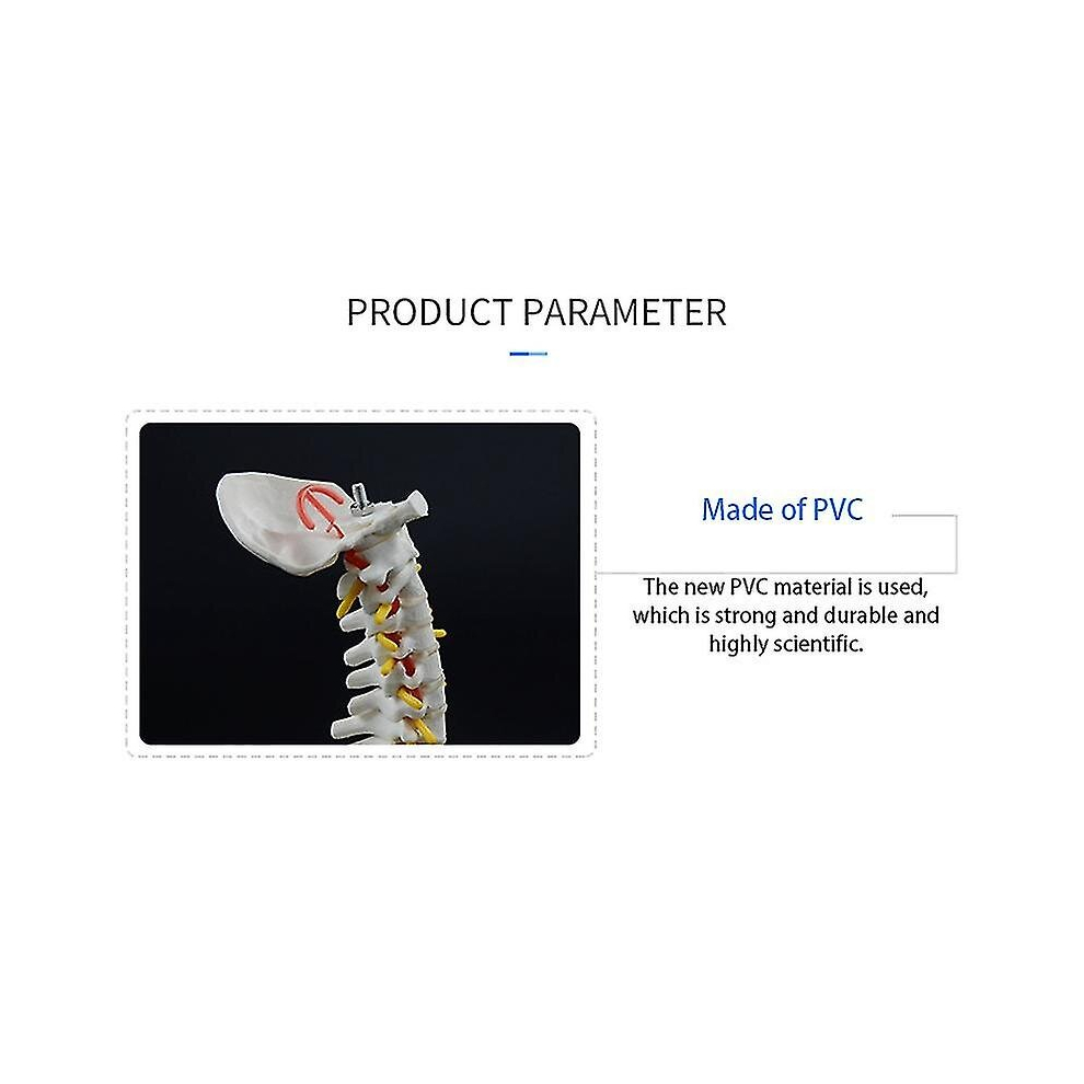 45cm Human Spine With Pelvic Model Human Anatomical Anatomy Spine Model ...