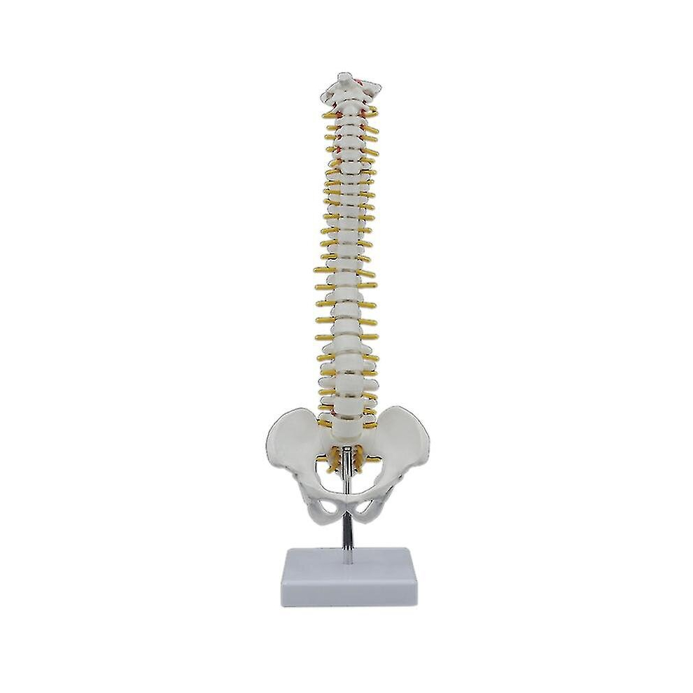 45cm Human Spine With Pelvic Model Human Anatomical Anatomy Spine Model ...