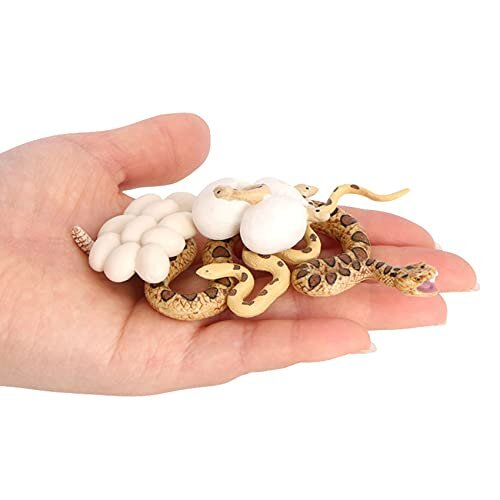 Realistic Animal Life Growth Cycle Biological Model Toys Snake Growth ...