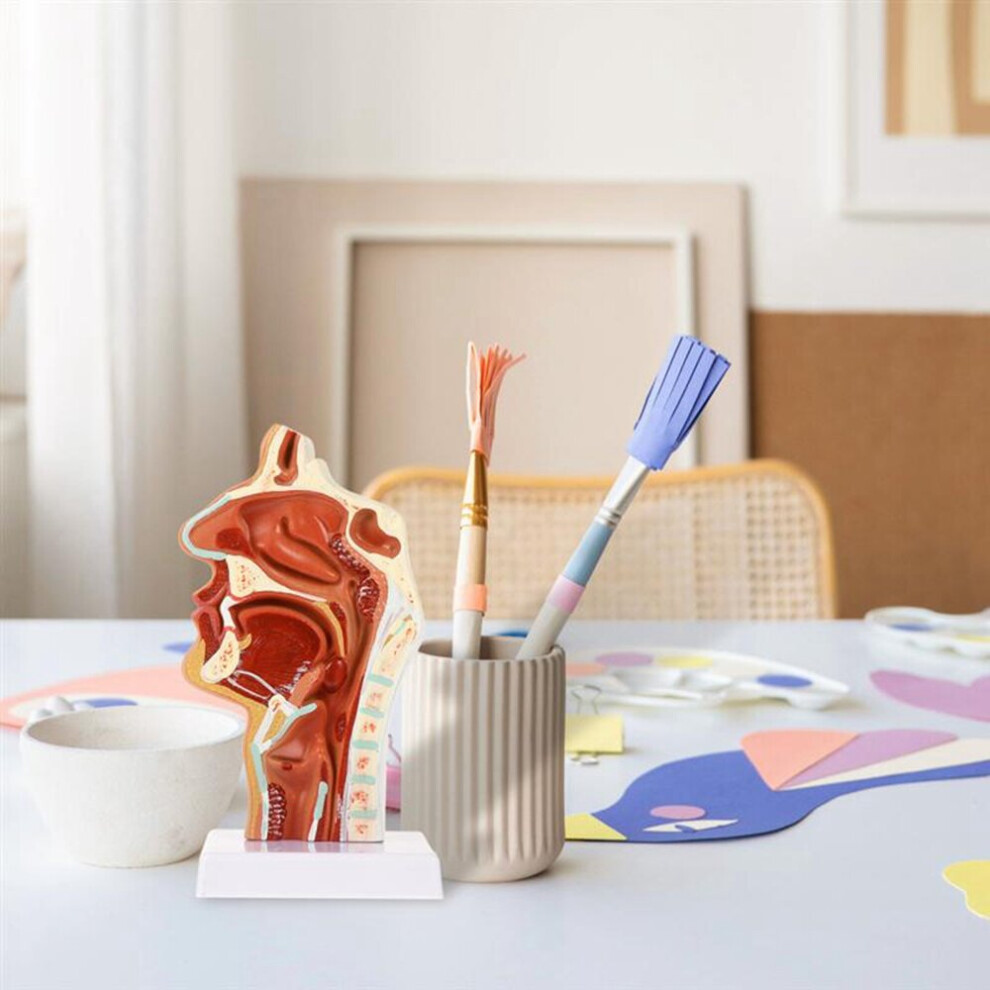 Nasal Cavity Model Oral Cavity Model Pharynx Larynx Anatomical Model ...