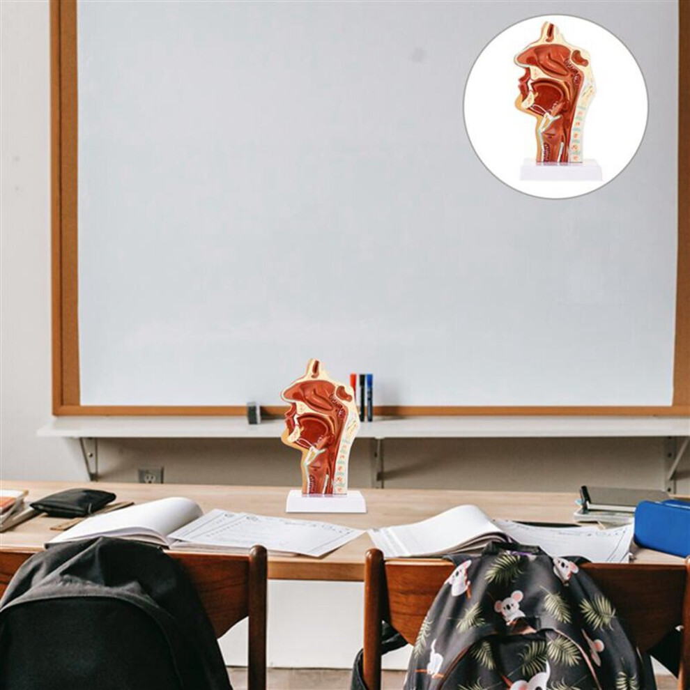 Nasal Cavity Model Oral Cavity Model Pharynx Larynx Anatomical Model ...