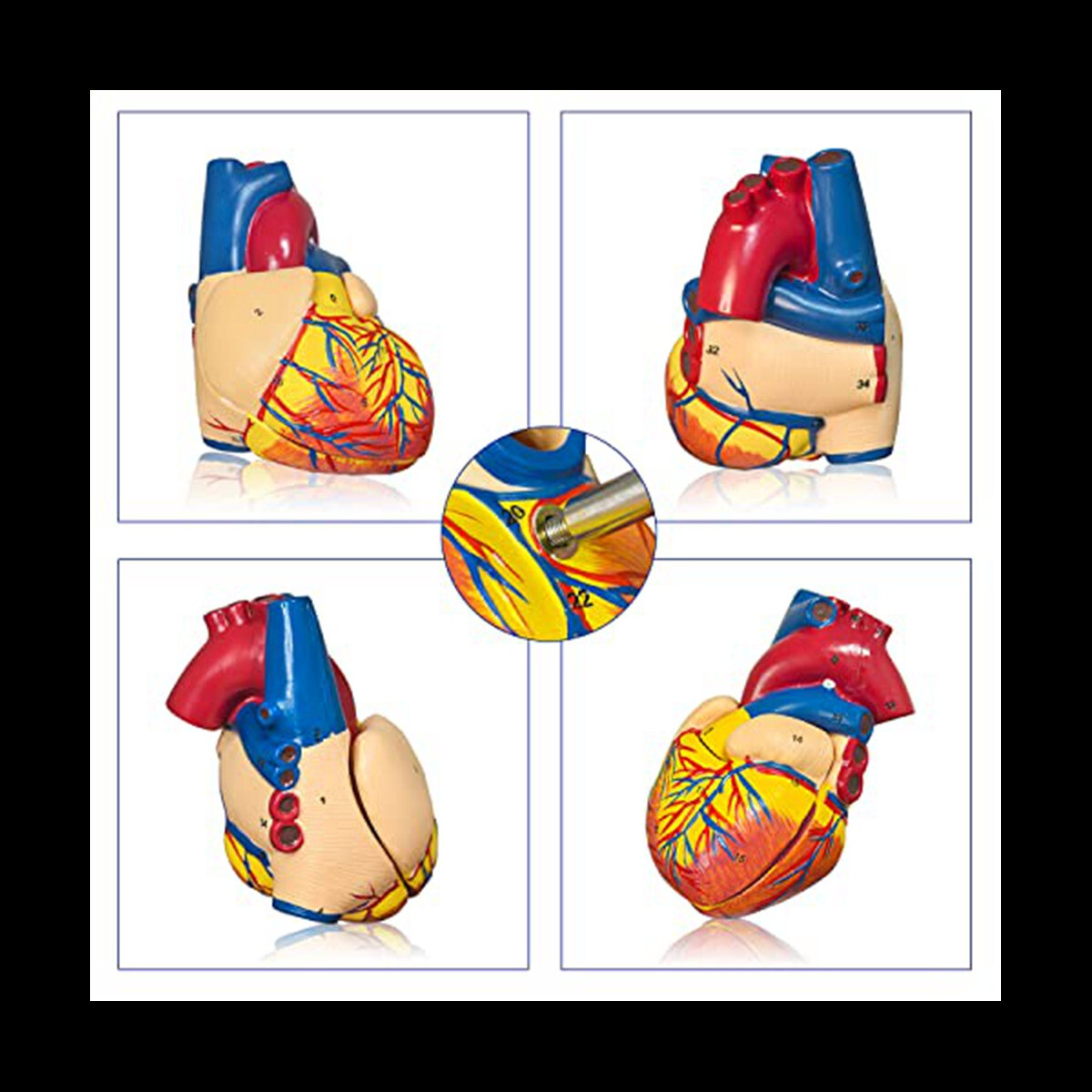 Heart Model, 2-Part Deluxe Life-Size Human Heart Model Anatomy with 34 ...