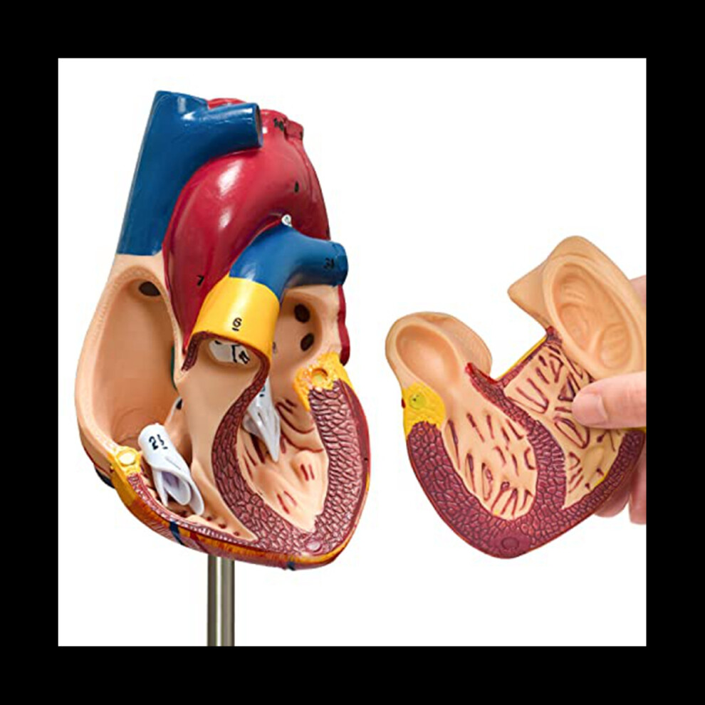 Heart Model, 2-Part Deluxe Life-Size Human Heart Model Anatomy with 34 ...