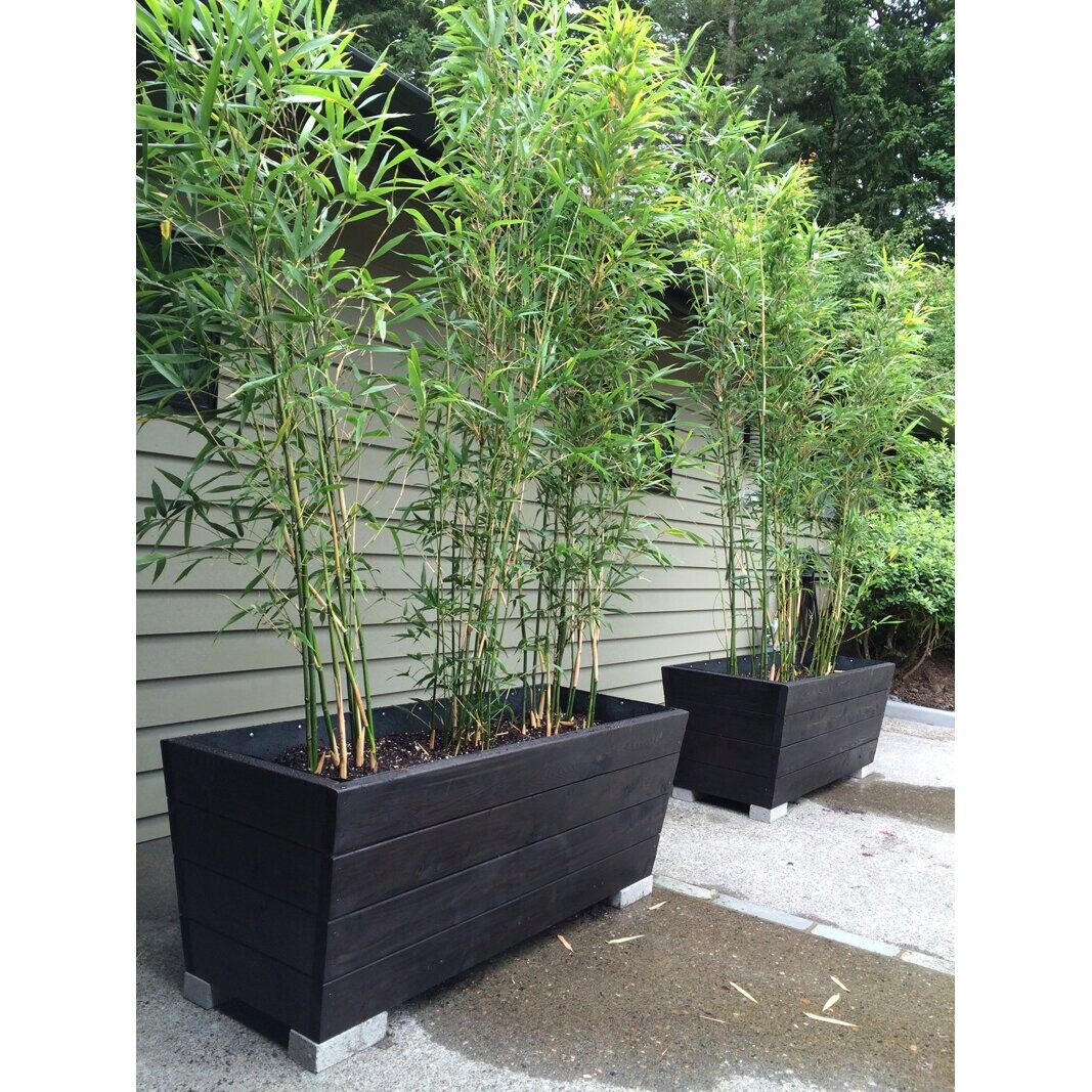 Fountain dwarf Bamboo Green Panda Fargesia rufa 100 cm tall in 5L Pot ...