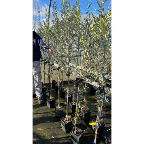 Olea Europaea Olive Tree 5ft Tall Supplied in a 3/4 Litre Pot on OnBuy