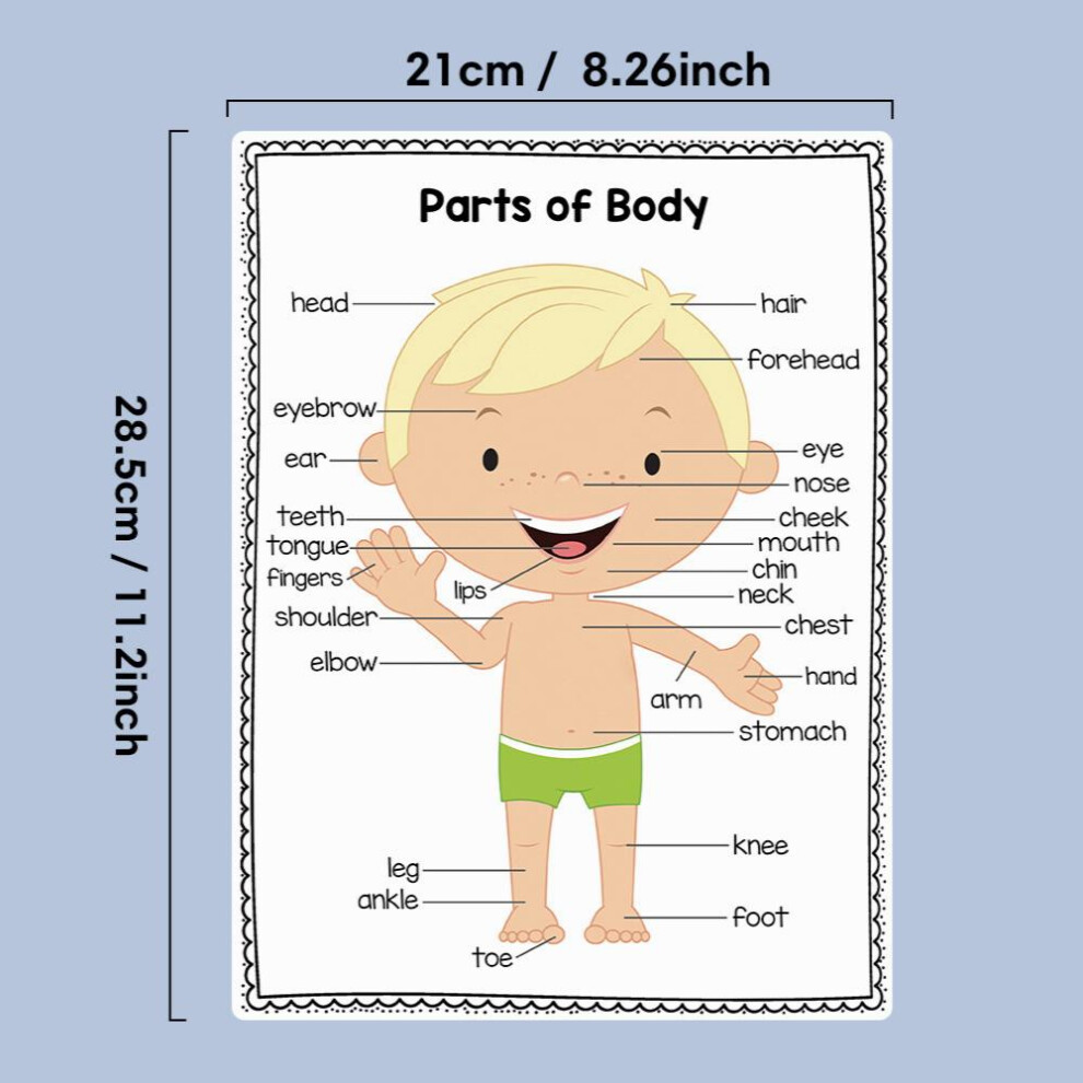 2Pcs A4 Human Body Educational Learning Posters Body Parts Learning ...