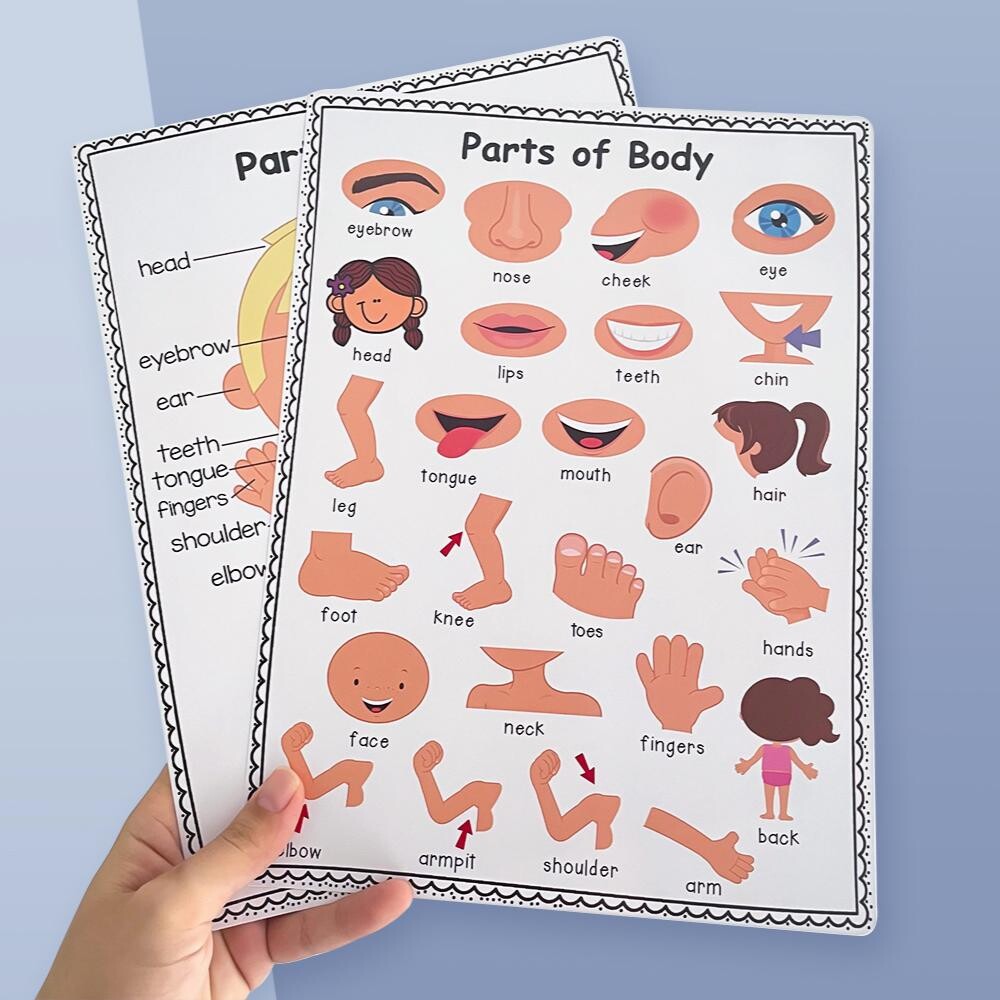 2Pcs A4 Human Body Educational Learning Posters Body Parts Learning ...