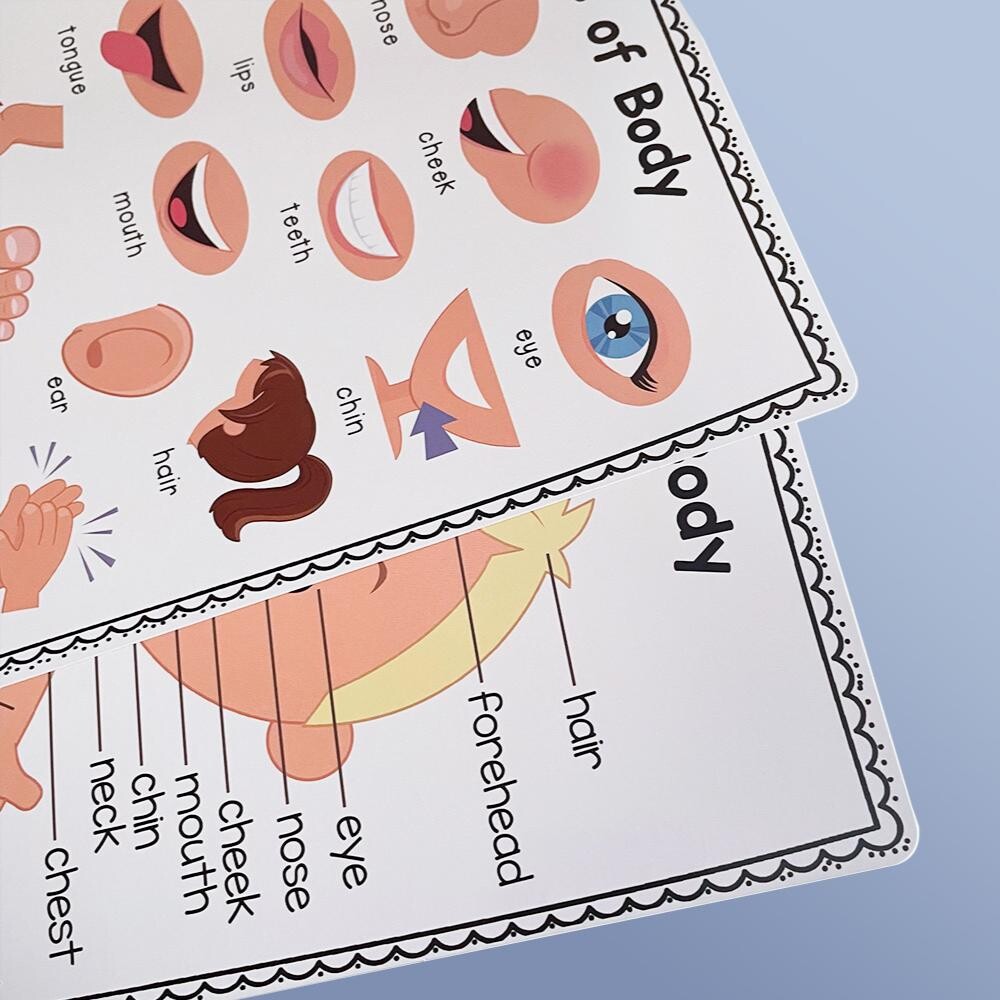 2Pcs A4 Human Body Educational Learning Posters Body Parts Learning ...