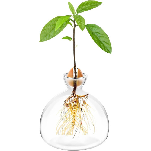 Avocado Seed Starter Planter Vase Pot Avocado Tree Growing Kit Glass ...