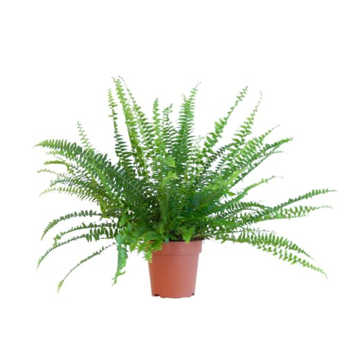 BloomPost Nephrolepis Green Lady - 15-25 cm Indoor Plant - Low ...