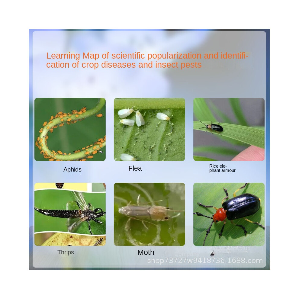 (1pcs) Imidacloprid insecticide small white drug succulent rose fruit ...