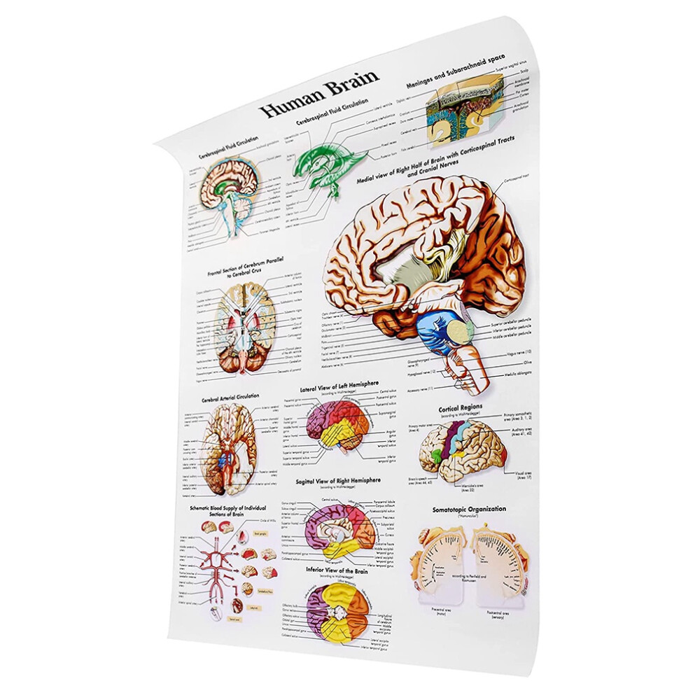 Brain Anatomy Poster, 2 Pack Laminated Human Brain Chart, Medicine ...
