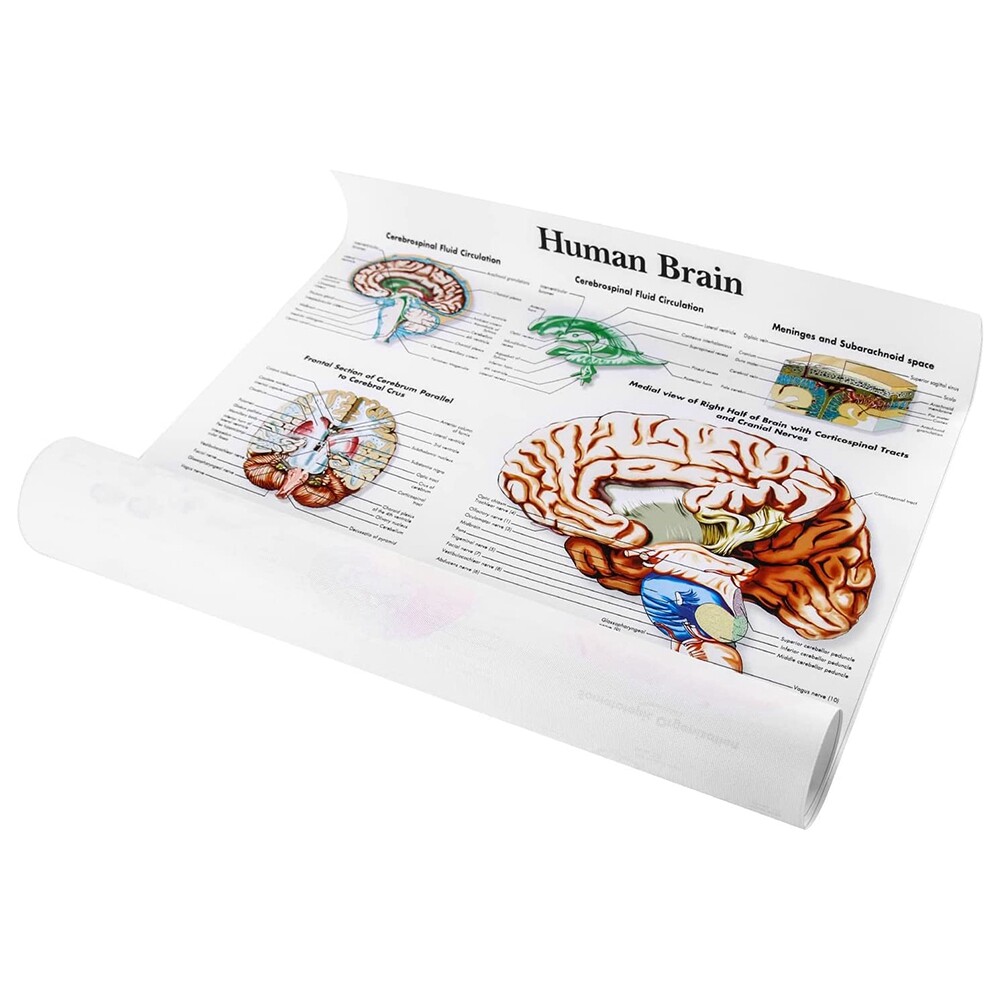 Brain Anatomy Poster, 2 Pack Laminated Human Brain Chart, Medicine ...