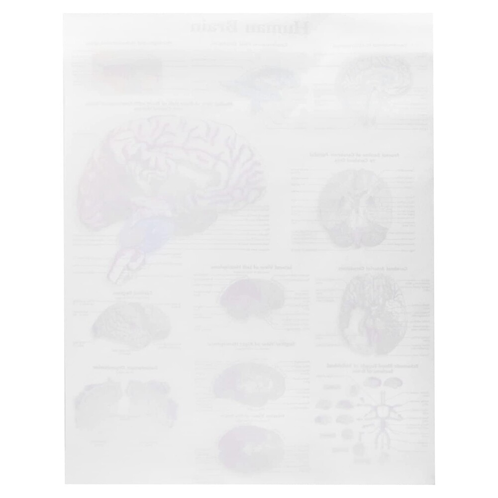 Brain Anatomy Poster, 2 Pack Laminated Human Brain Chart, Medicine ...