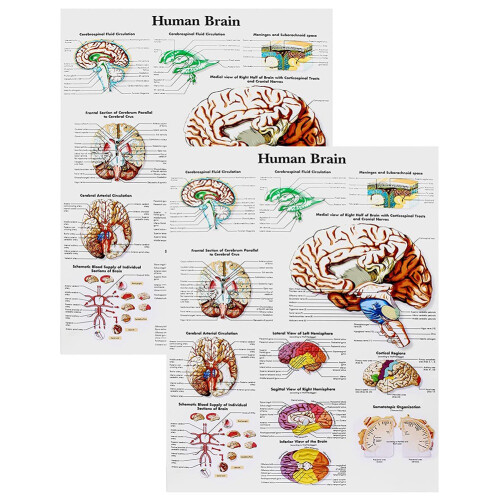 Brain Anatomy Poster, 2 Pack Laminated Human Brain Chart, Medicine ...