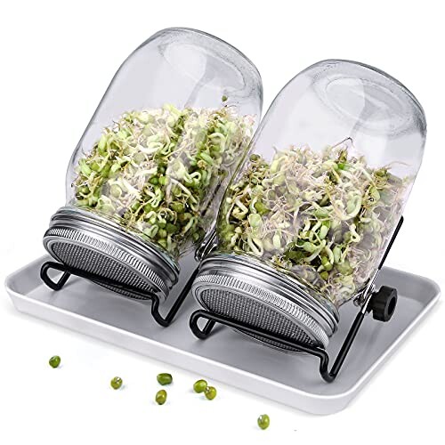 Sprouting Mason Jars, Seed Sprouter Kit 2 Sprouting Mason Jars with ...