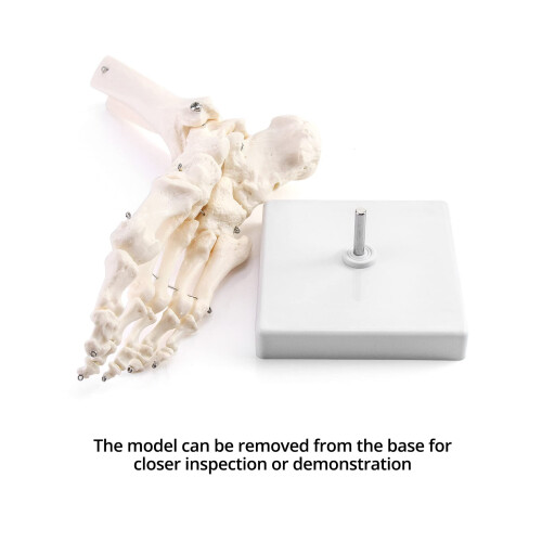 QWORK MODELO DE ESQUELENTES CONJUNTOS DE P SSIMO HUMANO, MODELO DE ...