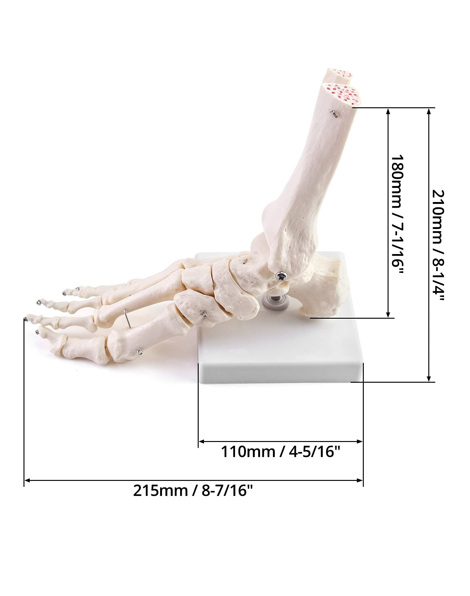 QWORK Human Foot Joint Skeleton Model, Medical Anatomy Foot and Ankle ...