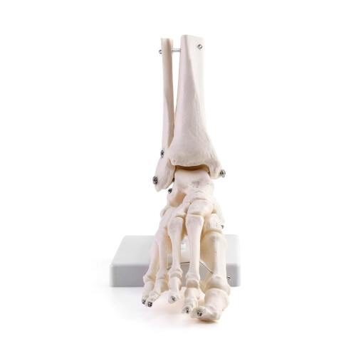 QWORK Human Foot Joint Skeleton Model, Medical Anatomy Foot and Ankle ...