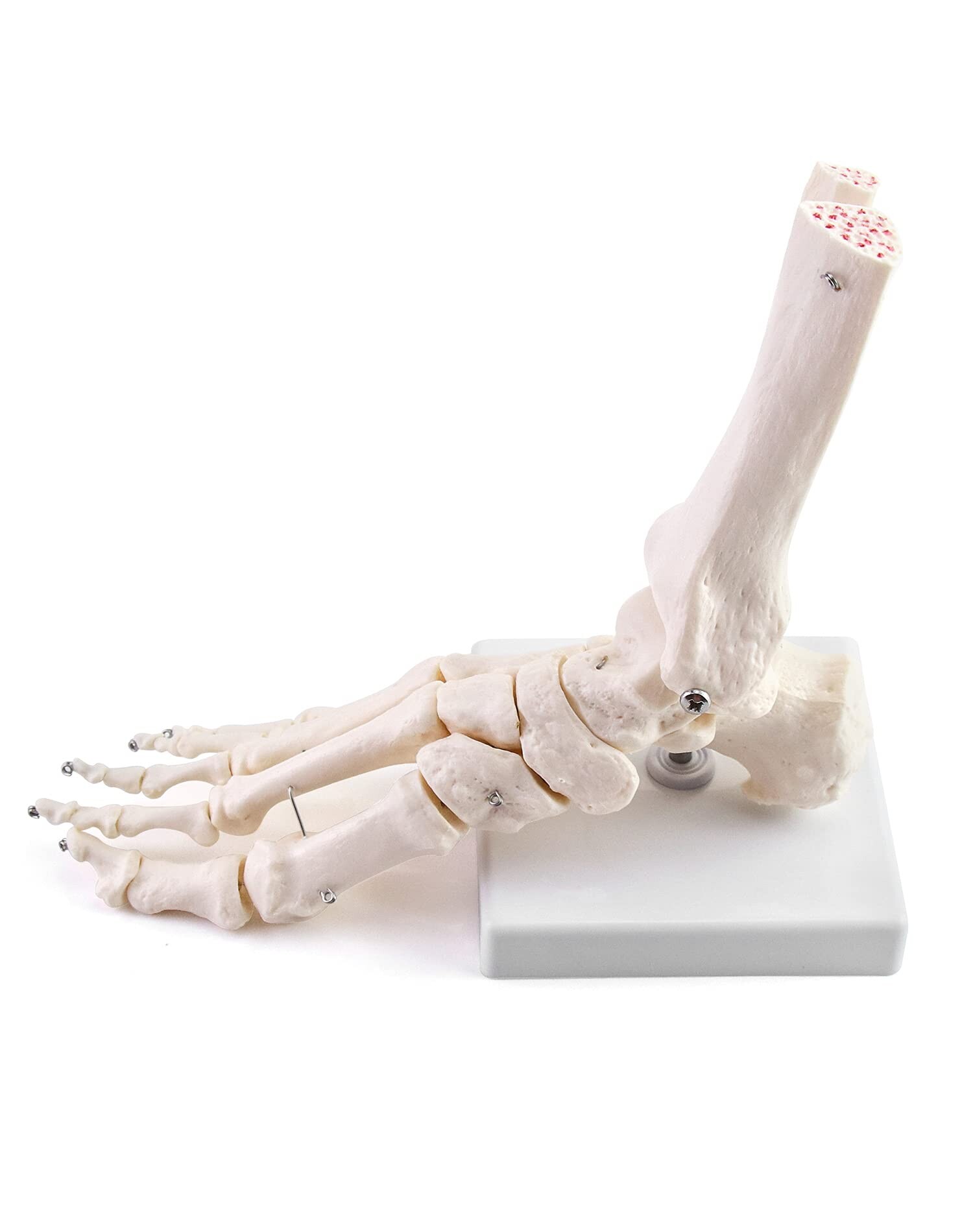 QWORK Human Foot Joint Skeleton Model, Medical Anatomy Foot and Ankle ...