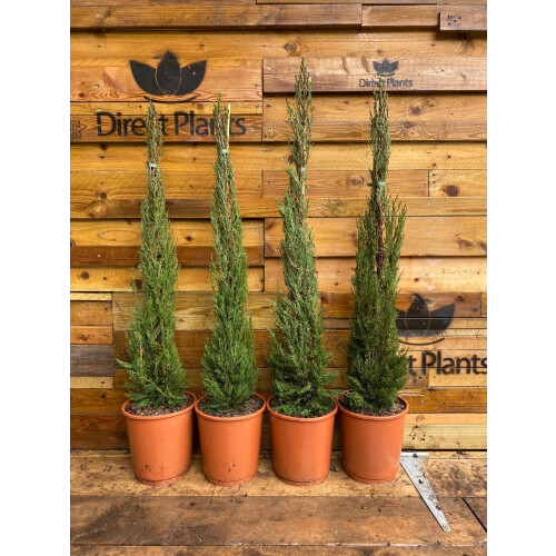 Italian Cypress Tree Cupressus Sempervirens 3ft Tall Large Supplied in ...