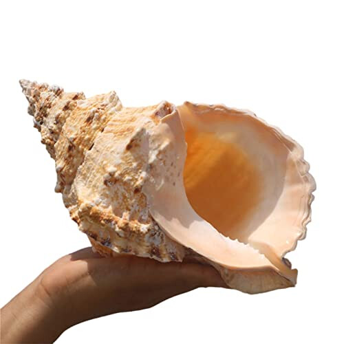 COYOUCO Large Natural Conch Shells, Great for Wedding Decorations Beach ...