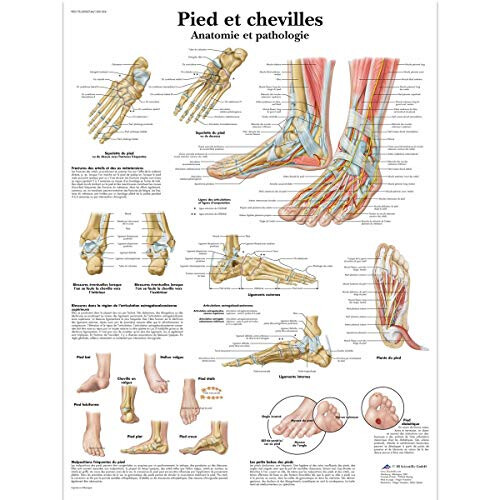 3B Scientific - Anatomical Chart - Foot and Ankle - Anatomy and ...