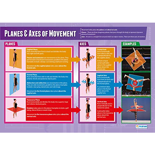 Planes & Axes of Movement | PE Posters | Laminated Gloss Paper ...