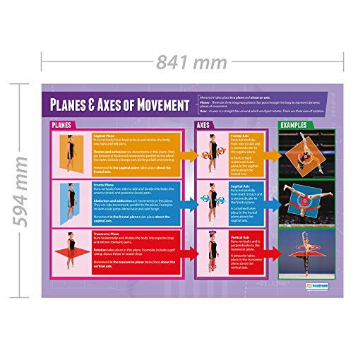 Planes & Axes of Movement | PE Posters | Laminated Gloss Paper ...