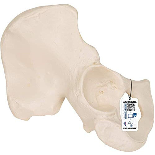 Hip Bone Model + free Anatomy App - 3B Smart Anatomy on OnBuy