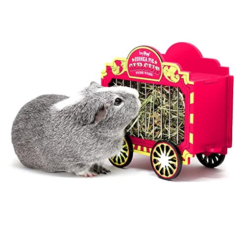 Guinea Pig Toys and Accessories - Circus themed WHEEK WAGON Hay Hopper ...
