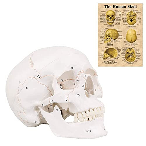 Life Size Skull Model, Labeled Numbered Skull Model, 3 Parts, Medical ...