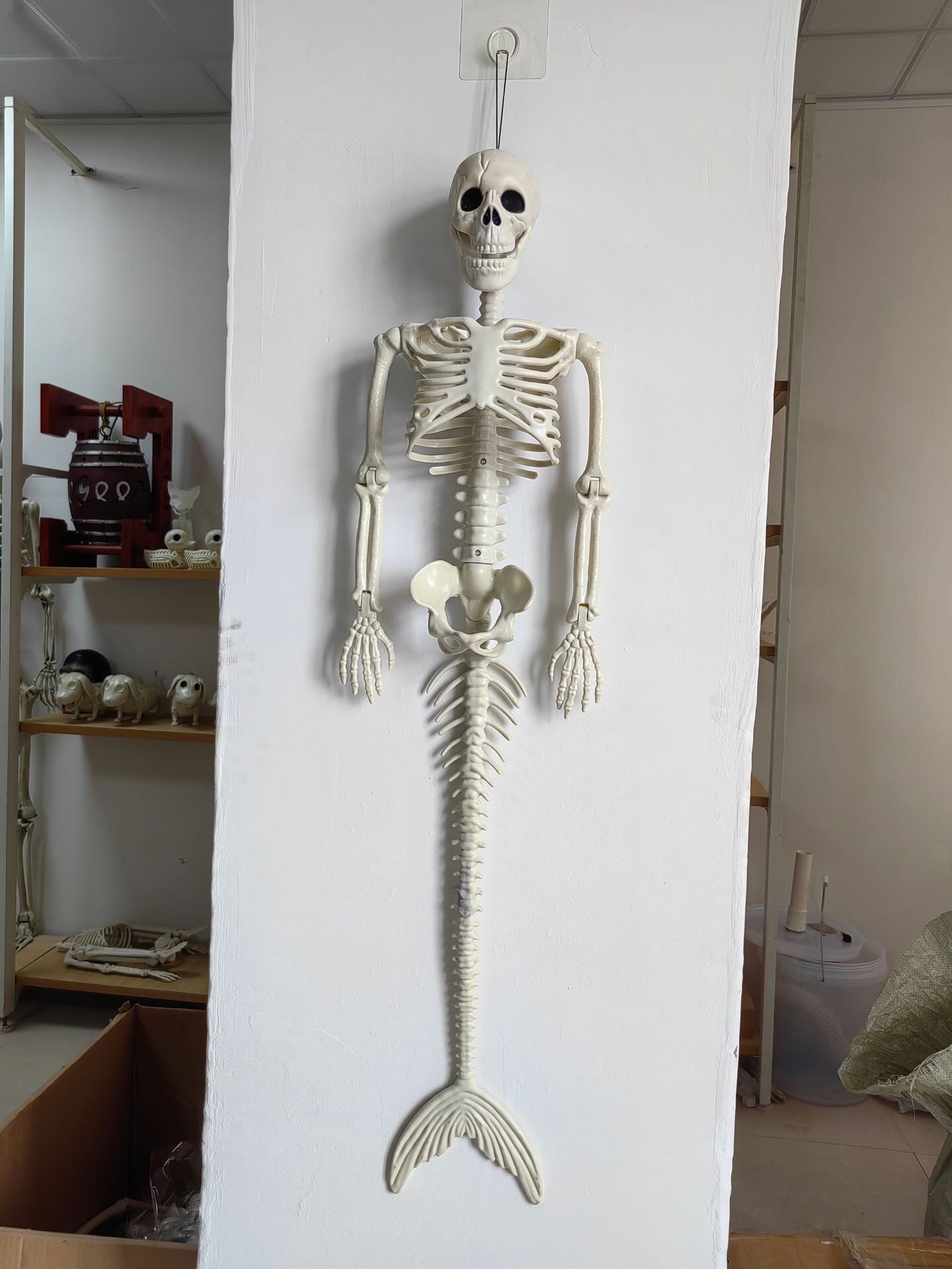 (90 mermaid skull skeleton, 90*26*10) Halloween Skeleton Skeleton 90cm ...